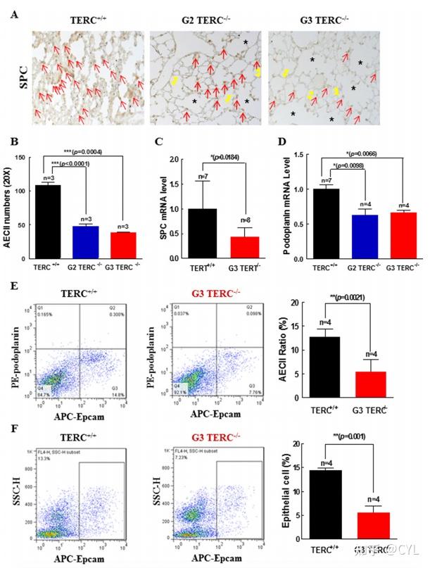 【文献翻译】端粒酶缺乏导致肺泡干细胞衰老相关的肺部低度炎症 - 知乎