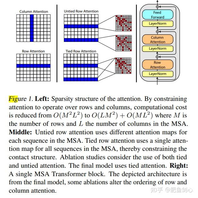 论文笔记44|MSA Transformer - 知乎