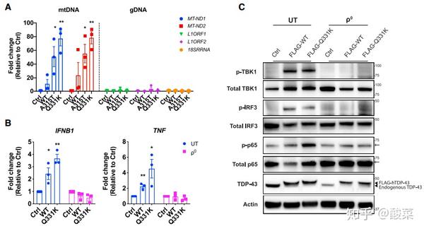 8篇CNS文章齐发，此信号通路或是下一个国自然热点！ - 知乎