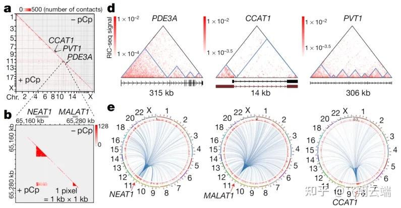 RIC-seq：捕获全局RNA-RNA互作 - 知乎