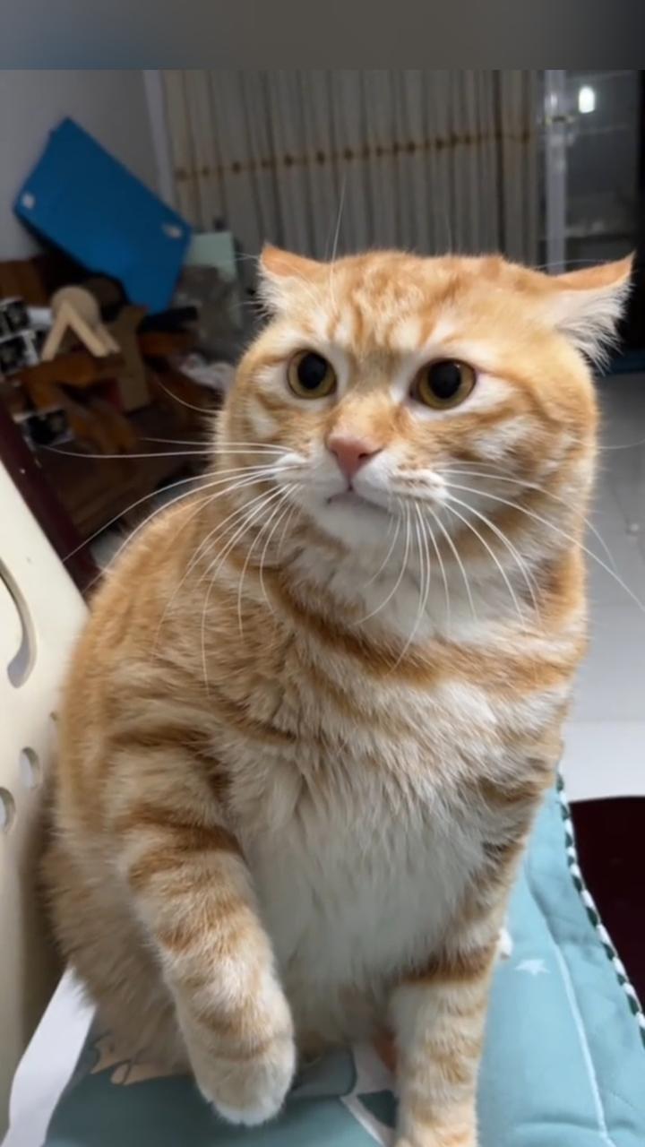 [ComfyUI]FantasyTalking：最新修复版已更新！阿里Wan视频逼真数字人，支持真人&动漫&动物等拟人泛化 - 知乎