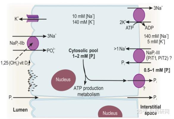 肺癌及卵巢癌潜力靶点：NaPi2b（SLC34A2） - 知乎