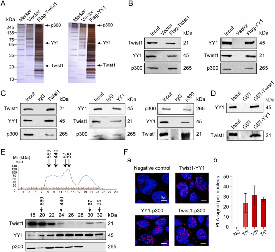 Pharmacol Res︱南开大学药学院孙涛/刘慧娟/杨诚团队合作揭示肝癌恶性演进分子机制 - 知乎