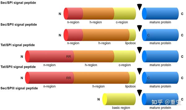 SignalP-6.0-结果分析 - 知乎