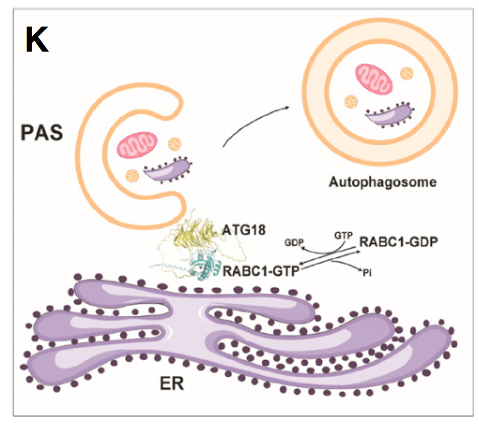 Developmental Cell | 山东大学孙佳琦团队合作揭示RABC1蛋白在营养匮乏条件下调控植物自噬的机制 - 知乎