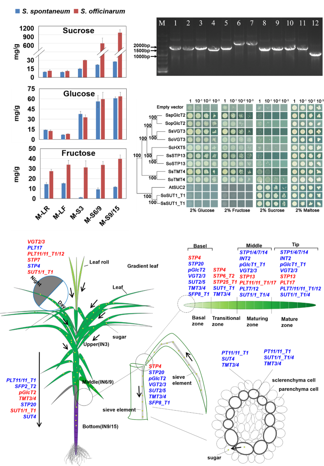 福建农林大学张积森教授课题组在甘蔗糖分代谢领域取得一系列进展 - 知乎