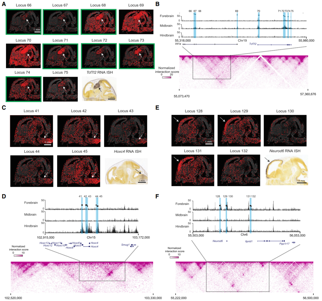 Cell | 复杂组织的单细胞空间表观基因组学成像 - 知乎