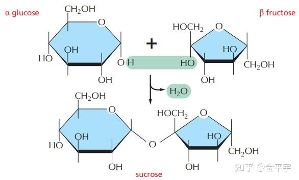 图版2-4 一些糖的类型概述 - 知乎