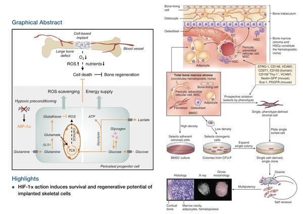 制作一张漂亮的science nature cell等期刊科学插图 - 知乎