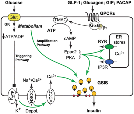G蛋白耦联受体：结构、类别与信号通路 - 知乎