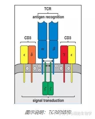 免疫细胞治疗——TCR-T - 知乎