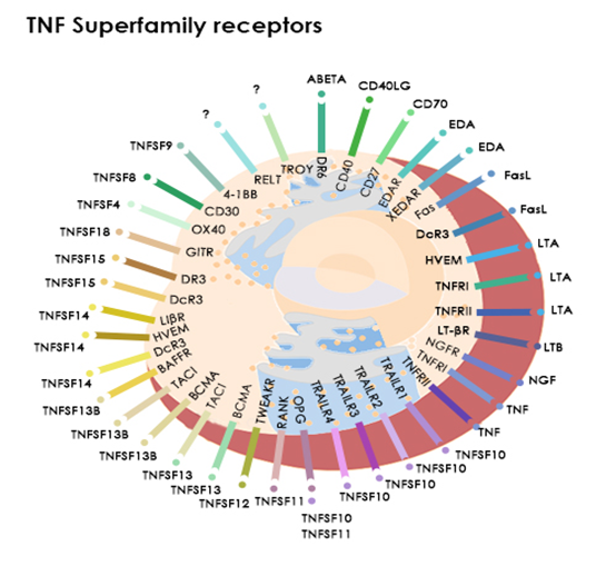 肿瘤坏死因子TNF家族及其受体基础概述 - 知乎