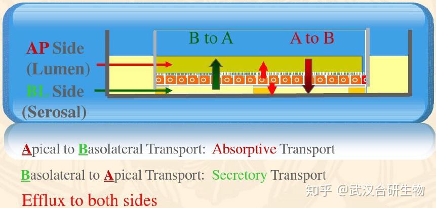 Caco-2细胞单层膜模型实验概论 - 知乎