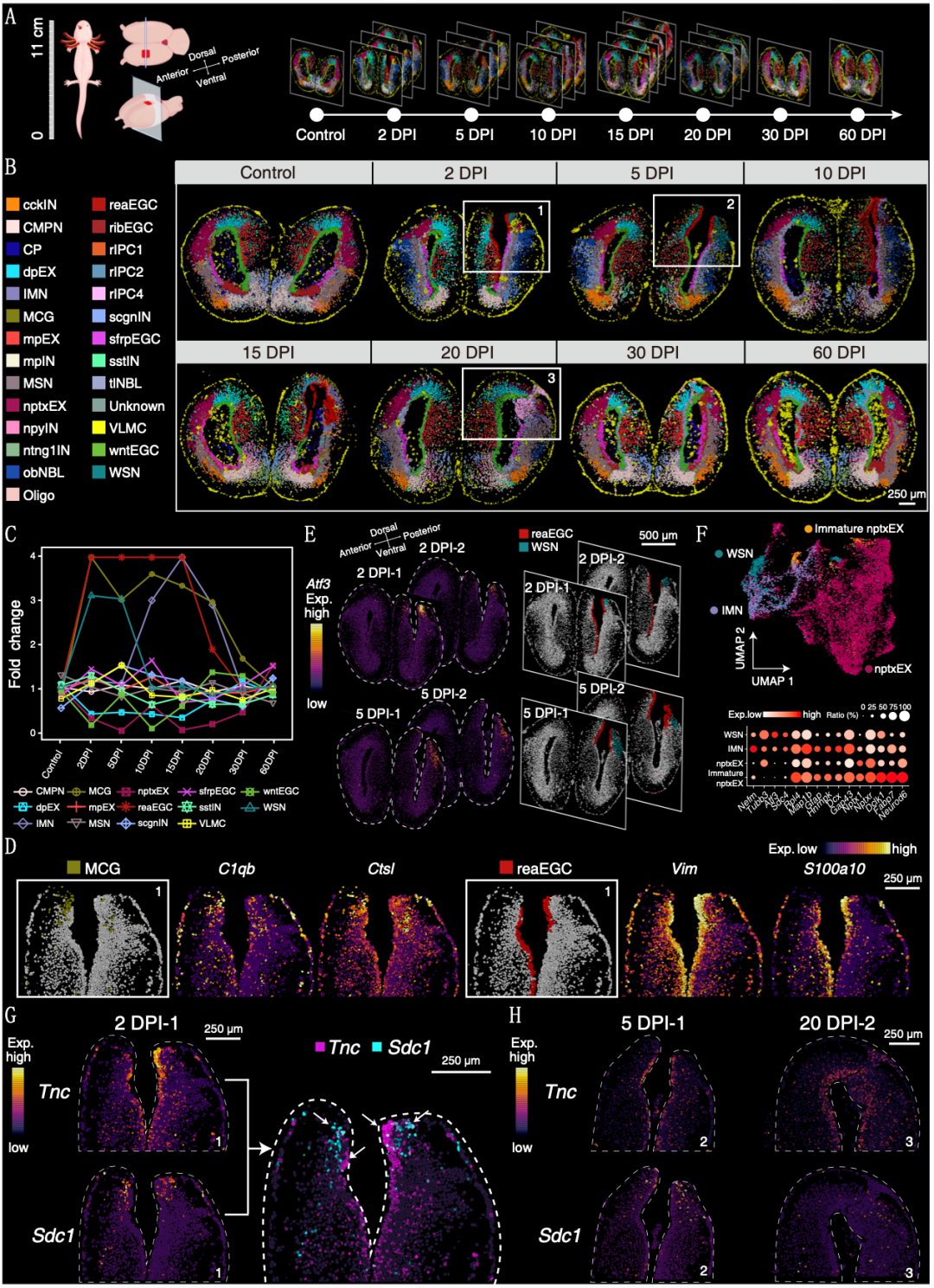 文献解读 | Science封面：Stereo-seq鉴定蝾螈端脑再生过程中的重要神经干细胞亚型 - 知乎