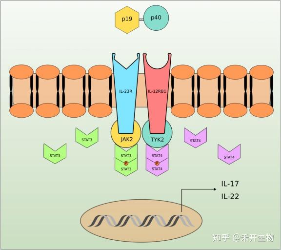 什么是白细胞介素23 (IL-23)？ - 知乎