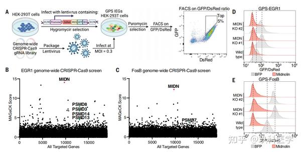 Science | 重大突破！全新蛋白质降解机制“诞生”，有望开启崭新疗法新篇章 - 知乎
