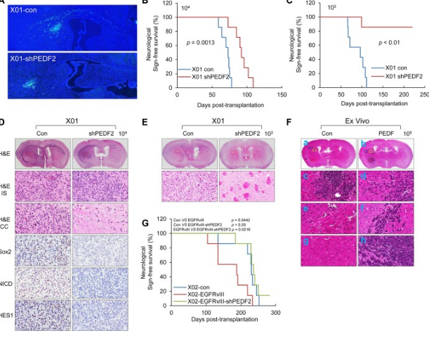 瑞禧 DSPE-PEG-PEDF（DPPE/DOPE/DMPE） - 知乎