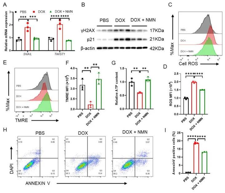 NMN对化疗副作用不再沉默！ - 知乎