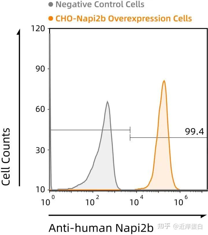 八次跨膜蛋白NaPi2b—肺癌与卵巢癌治疗的种子选手？ - 知乎