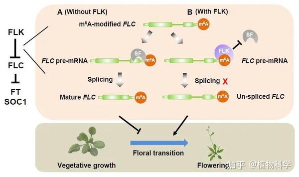 Mol Plant｜韩国全南大学揭示FLK调控FLC表达水平的分子机制 - 知乎