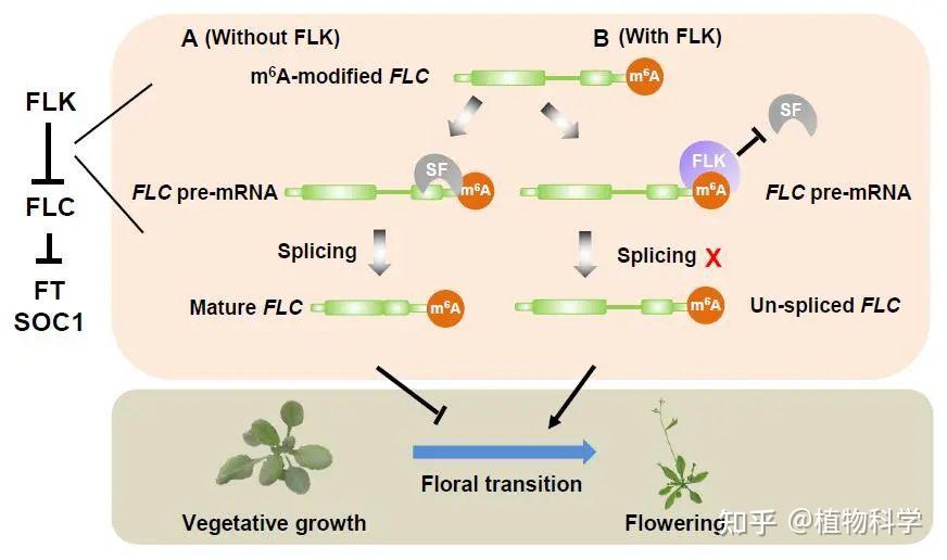 Mol Plant｜韩国全南大学揭示FLK调控FLC表达水平的分子机制 - 知乎
