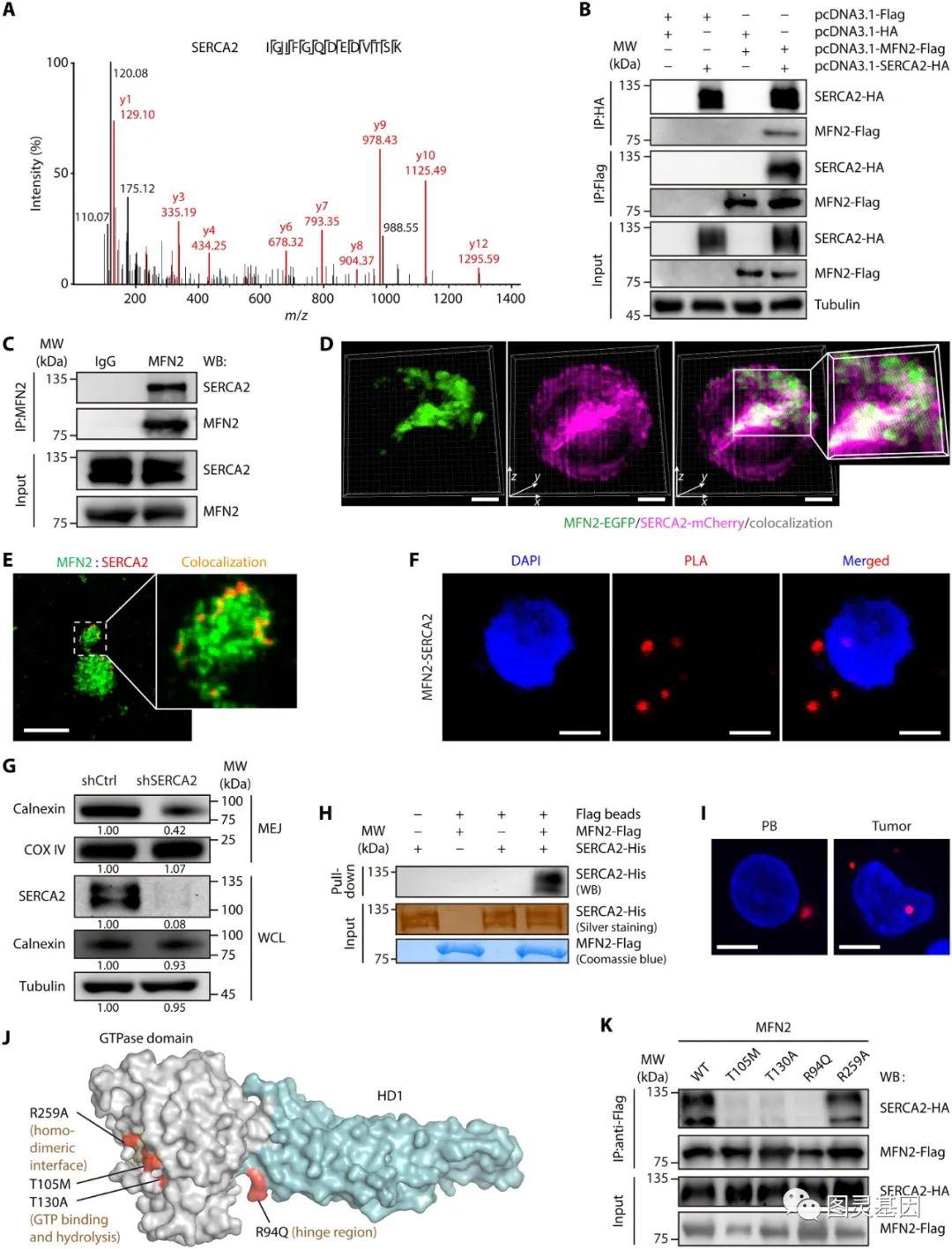 Sci Immu | 中山大学团队发现：线粒体-内质网接触支持肿瘤中的CD8+T细胞代谢适应性和功能 - 知乎