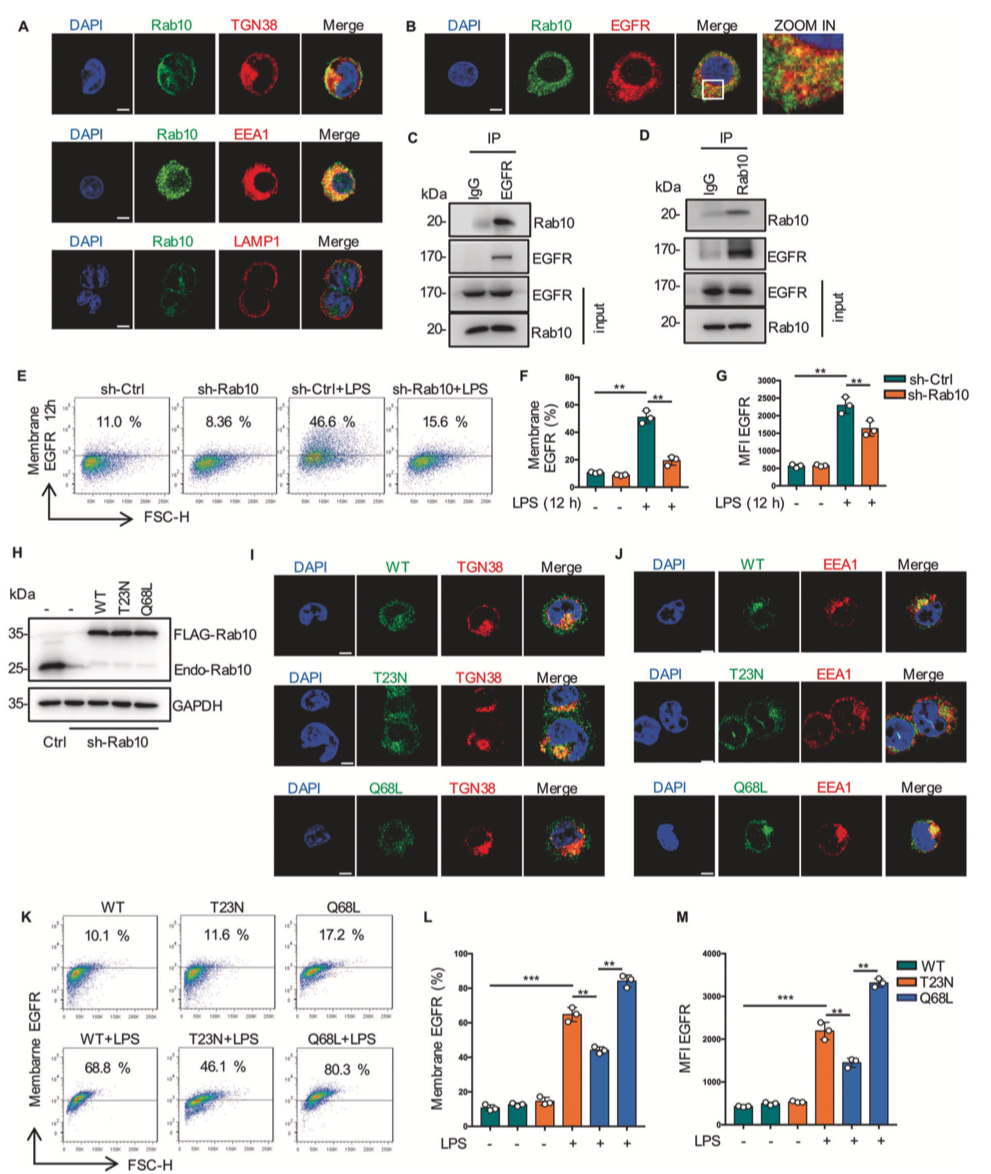 CDD丨EGFR 和 Rab GTPases 协调 EGFR 运输以调节脓毒症中的巨噬细胞活化 - 知乎