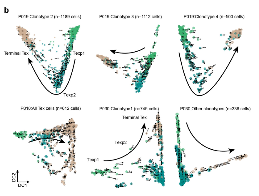 单细胞数据如何实现Diffmap聚类和拟时序分析？ - 知乎