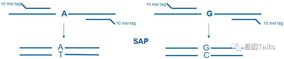 分子检测—MassARRAY核酸质谱技术介绍 - 知乎