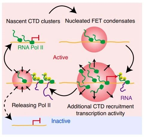 NCB | Brangwynne组发现转录凝聚物放大基因表达 - 知乎