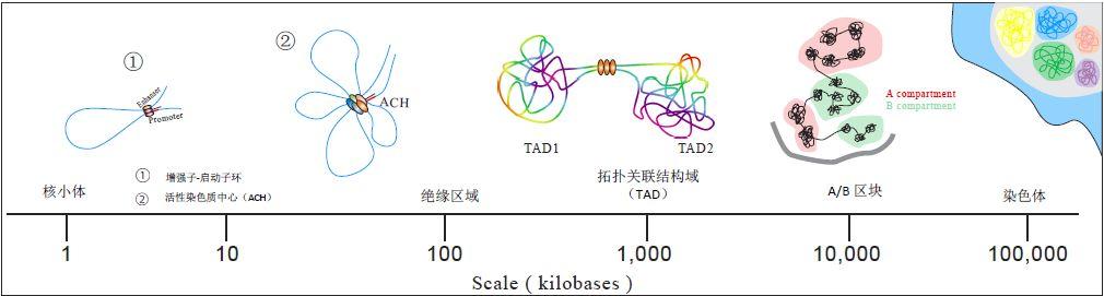 北大李程组综述：三维基因组学及在疾病中的应用 - 知乎