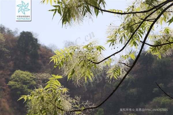 花卉揭秘——鲜切花材“柔丝”是什么植物？ - 知乎