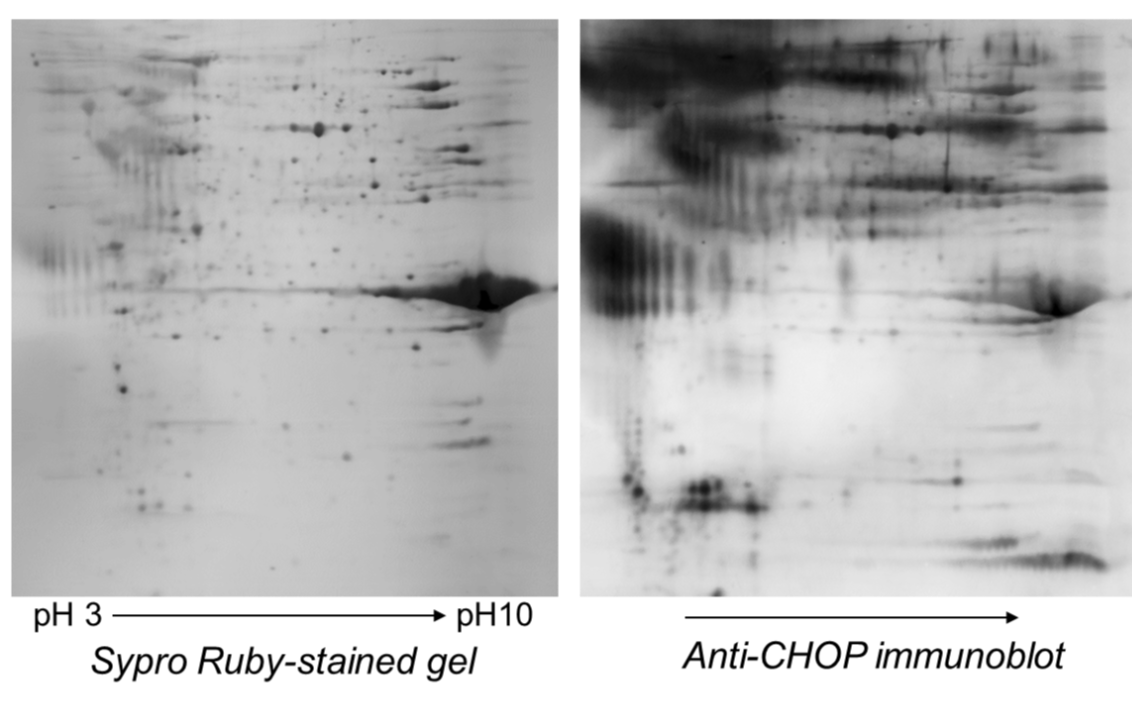 HCP抗体覆盖率验证解决方案(一)2D-WB双向凝胶电泳联用免疫印迹分析 - 知乎