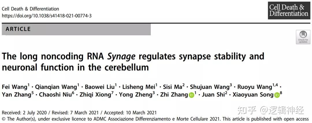 Cell Death Differ︱宋晓元团队报道了长链非编码RNA Synage在小脑内调控突触结构与神经元功能的分子机制 - 知乎