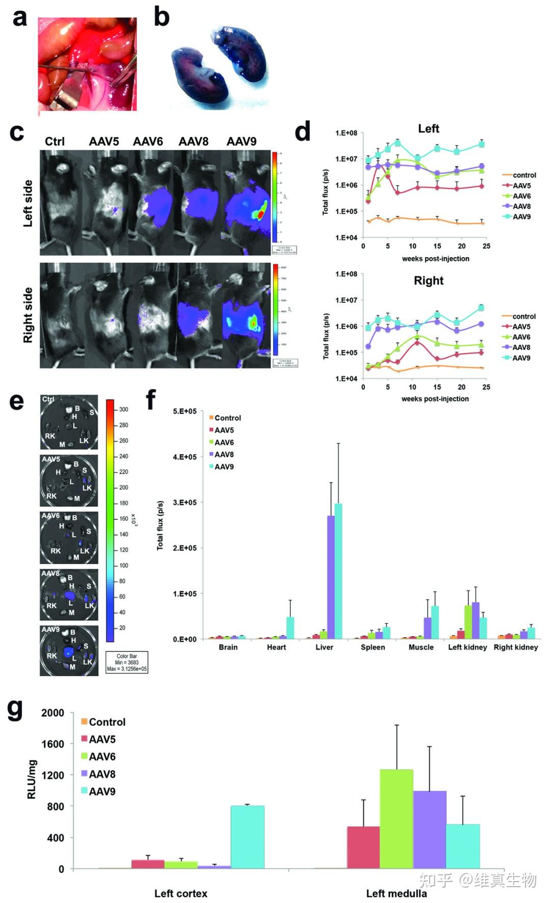 『重磅盘点』AAV在肾脏研究中的应用策略-干货篇 - 知乎