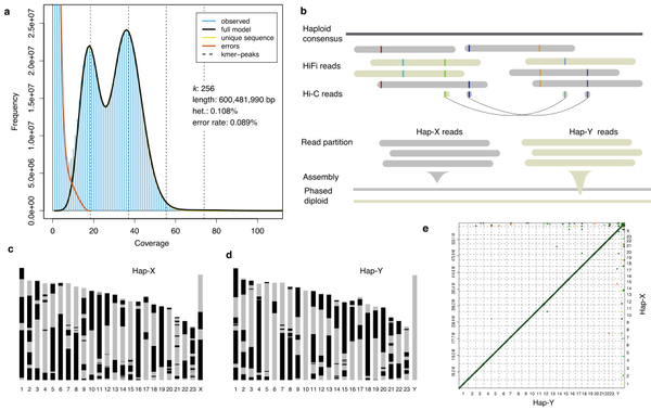 最新最全！10个物种的15篇T2T基因组文章汇总！ - 知乎