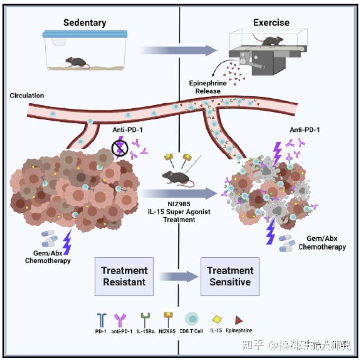 Cancer Cell | 运动可以增强IL-15/IL-15Rα信号轴，促进胰腺癌抗肿瘤免疫 - 知乎