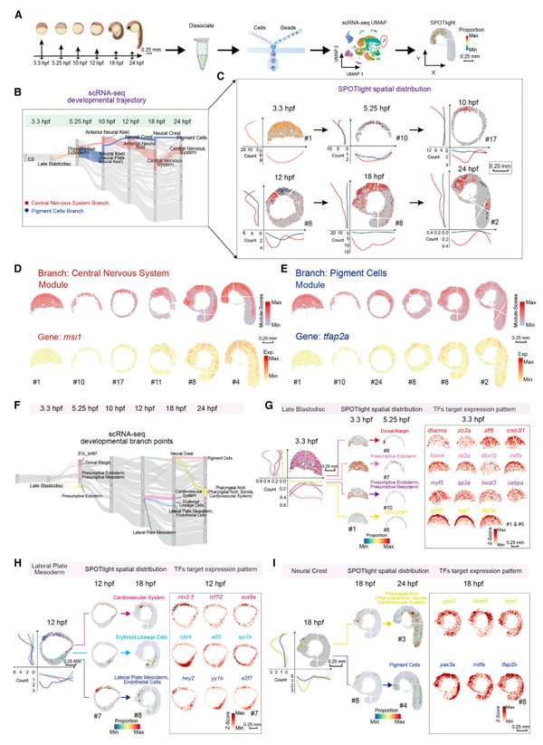 专题解读 | Stereo-seq绘制斑马鱼胚胎的时空图谱和发育轨迹 - 知乎