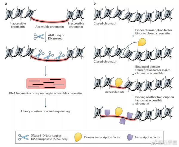 Nat Rev Genet | 细胞异质性的表观遗传基础 - 知乎