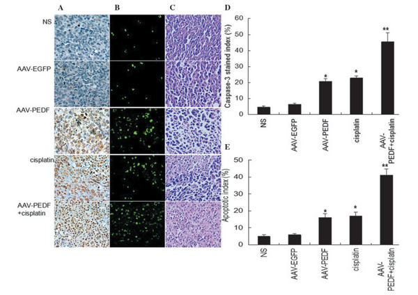 AAV在治疗肿瘤疾病方面的应用 - 知乎