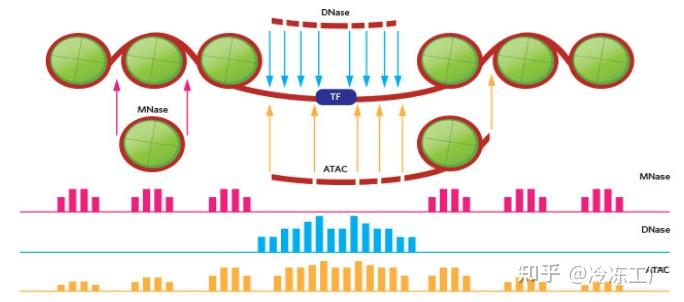 ATAC-seq分析：TSS 信号（7） - 知乎