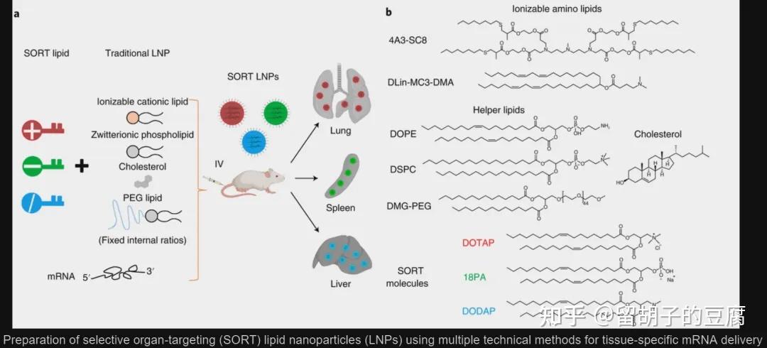 靶向性递送LNP加速体内基因编辑药物的开发。 - 知乎