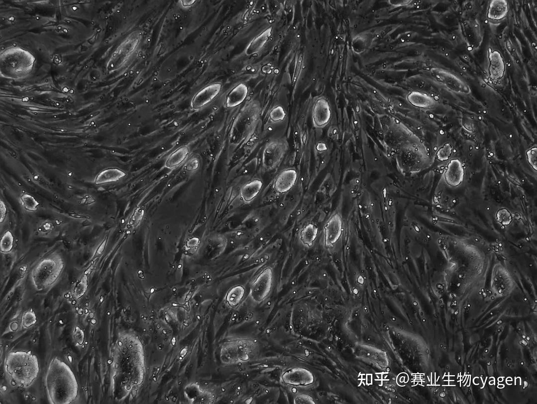 胚胎干细胞（ESC）的鉴定方法 - 知乎