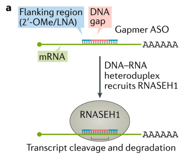 Nature Drug Delivery | Advances in oligonucleotide drug delivery - 知乎