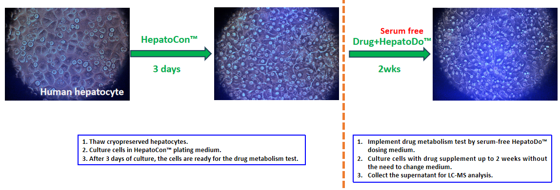 IPHASE/汇智和源 新型肝细胞体外代谢模型助力慢代谢药物动力学研究 - 知乎