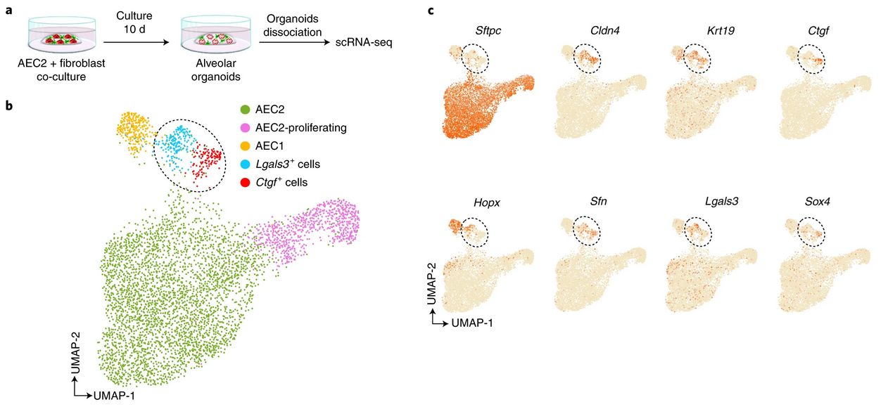 241021 文献泛读 AT2 / AT1 - 知乎