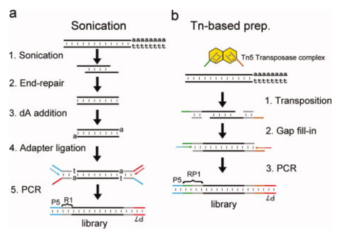 Illumina 平台二代测序文库构建原理简介 - 知乎