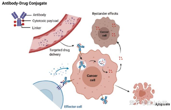 国内外知名企业ADC技术平台(第十三期)-Pyxis Oncology - 知乎