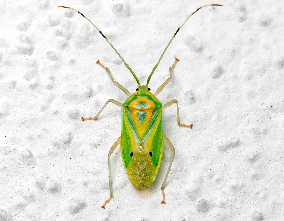 这是一种什么虫子？？还挺好看的? - 知乎