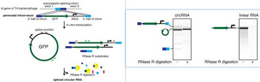 【耀文解读】一文全知道|最新外源circRNA机体免疫触发机制全收集 - 知乎